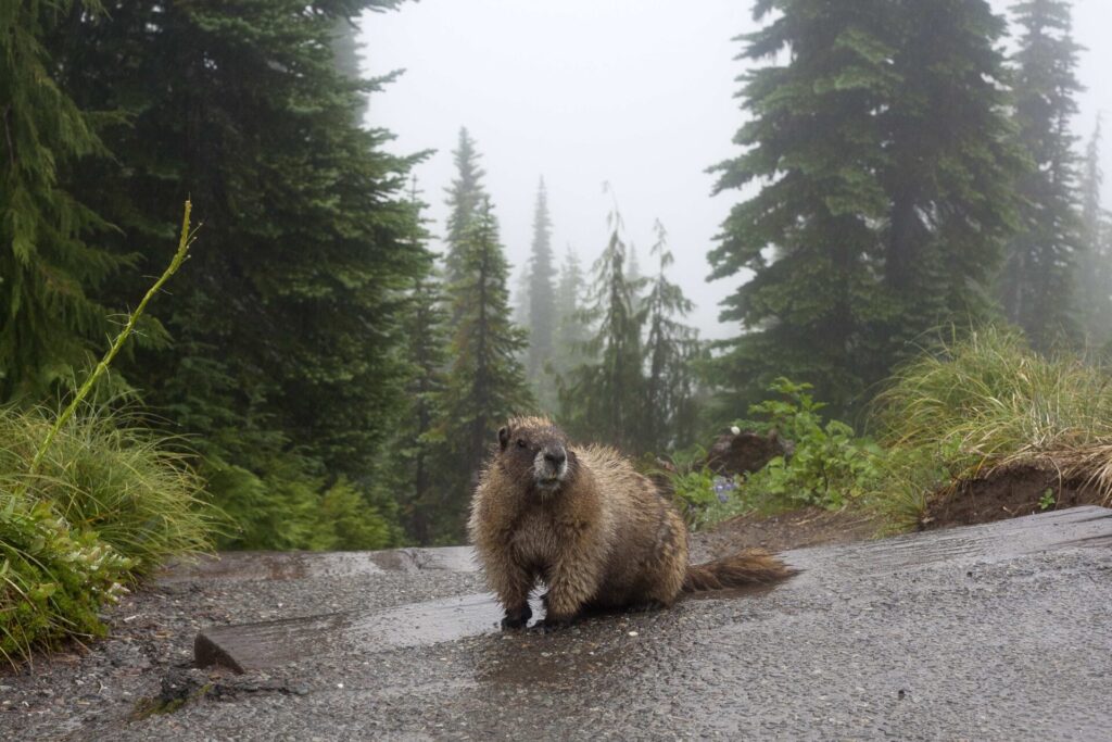 Places You Must Visit in Hinton, Alberta | BCM Inn's